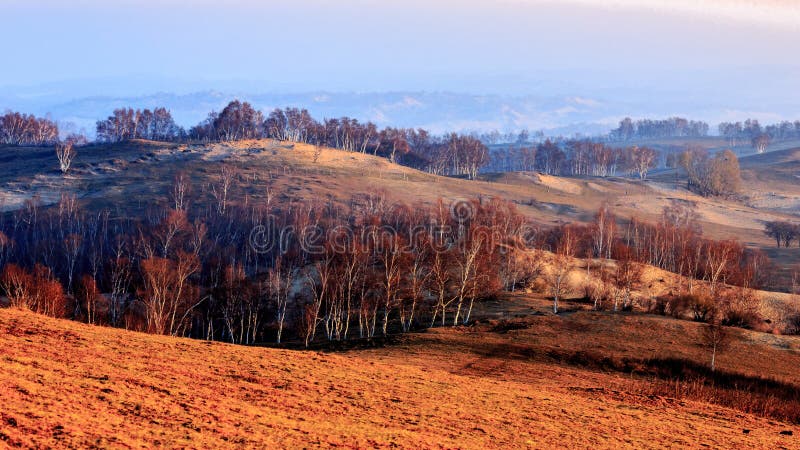 Trees at Inner Mongolia stock photo. Image of fall, grasslands - 145450248