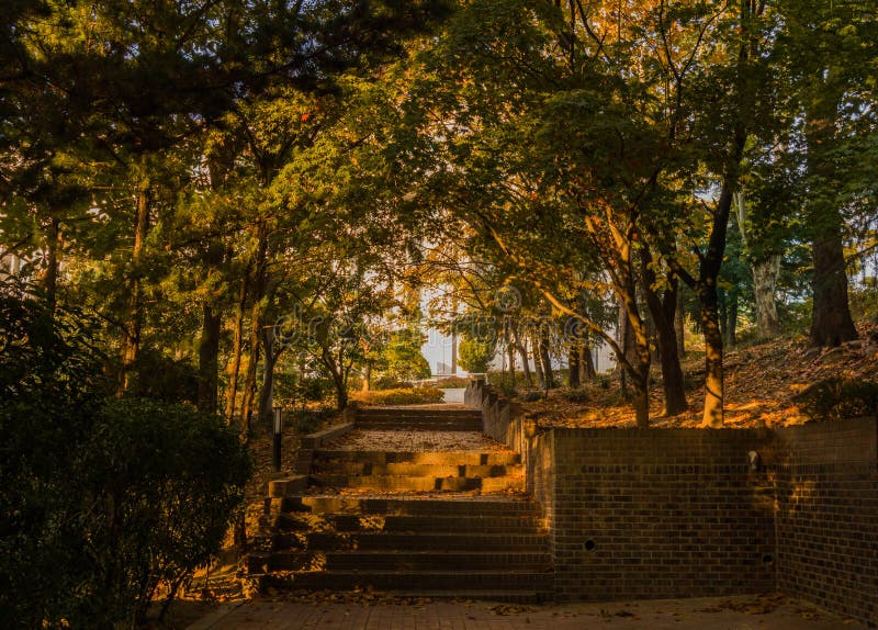 Trees Bathed in Soft Sunlight Stock Image - Image of like, dynamic ...