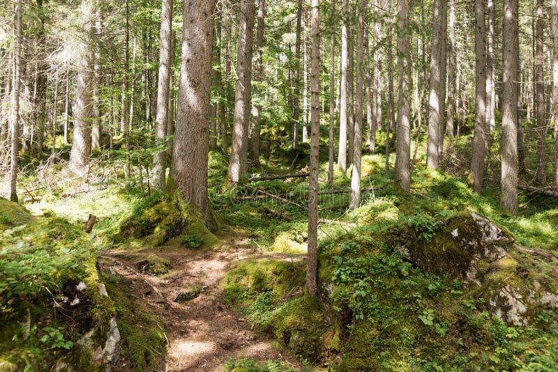 Trees in the Bavarian Forest. Germany Stock Image - Image of green ...