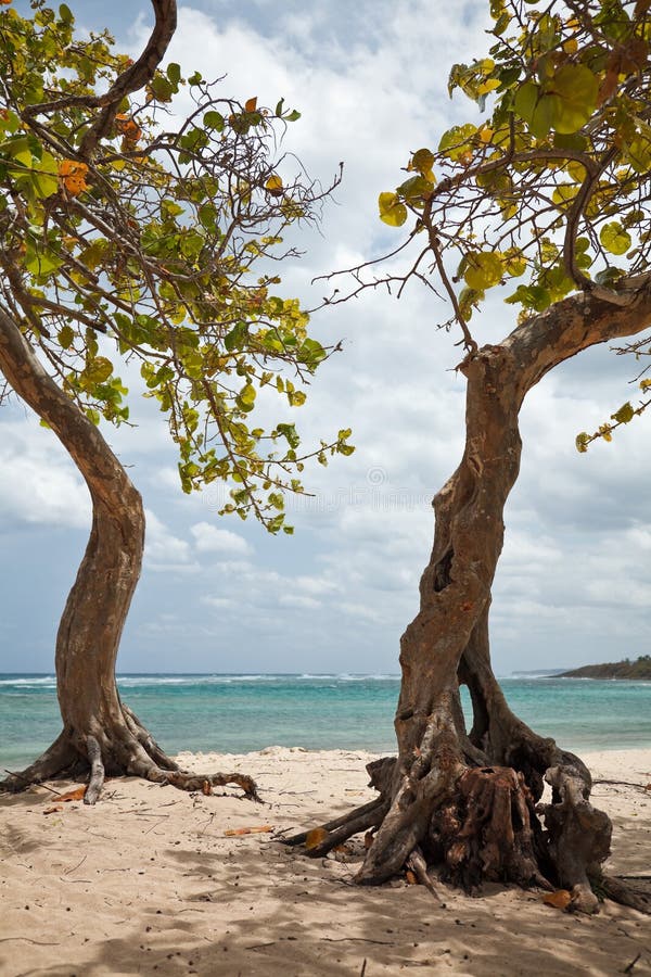 Tree on a beach stock photo. Image of relax, landscape - 12133576