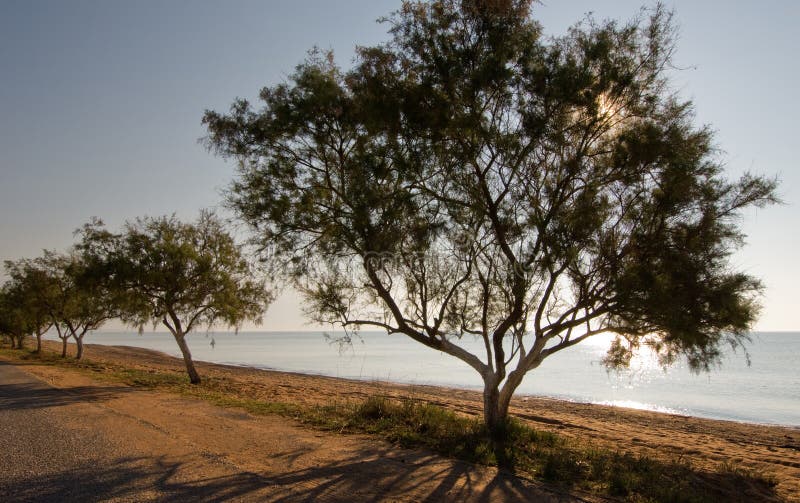 Trees by the beach stock photo. Image of travel, seaside - 7187984