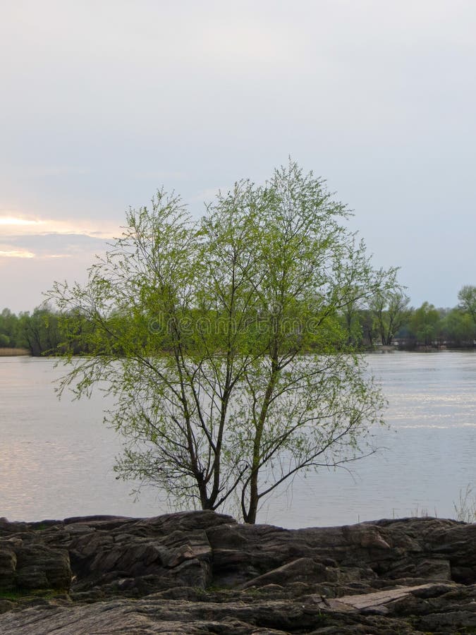Trees at the beach stock image. Image of blue, river - 77814089