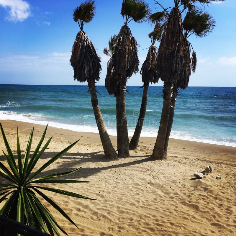 Trees on beach stock image. Image of marbella, beach - 147868823