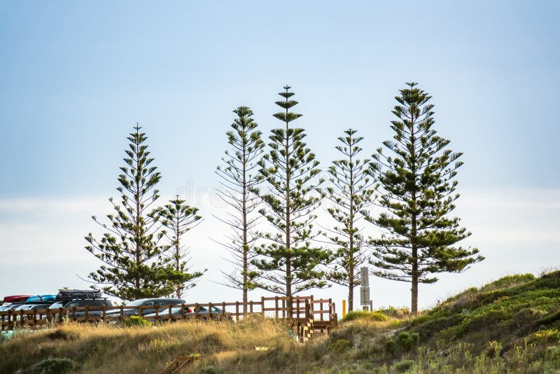 Trees at a Beach in South Australia Editorial Photo - Image of plants ...