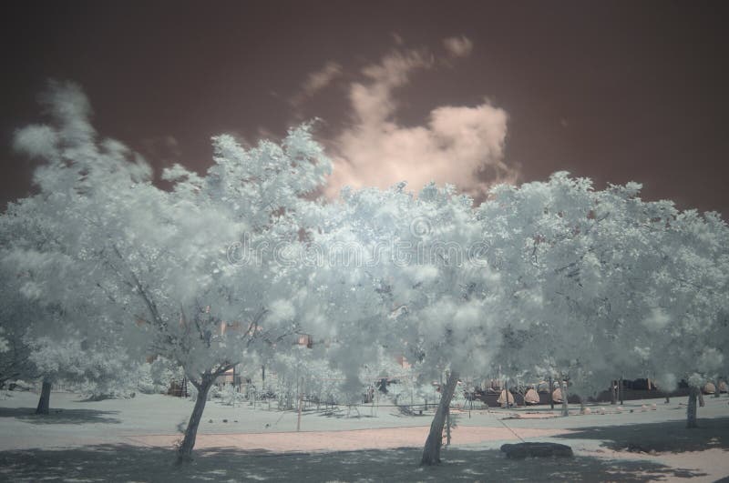 Trees on a Beach Strip, Infra-red, Long Exposure Stock Photo - Image of ...