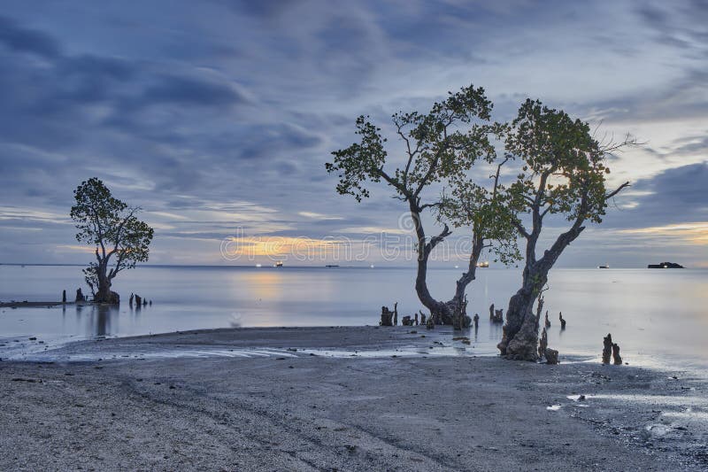 Trees by the Beach. West Sumatra, Indonesia. Stock Image - Image of ...