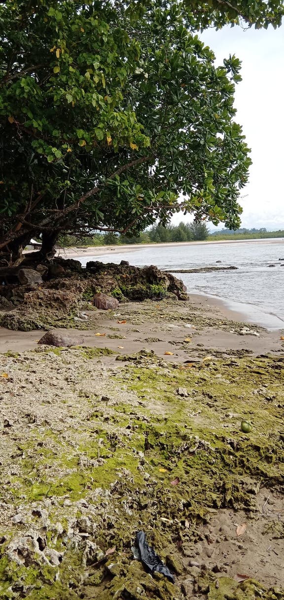 Trees and Beaches from West Sumatera Stock Image - Image of plant ...