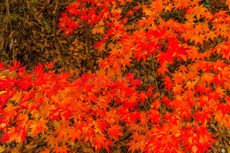 Beautiful Fall Colored Leaves Stock Image - Image of natural, maple ...