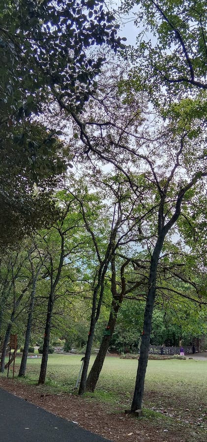 Trees with Beautiful Green Fields Stock Image - Image of natural, green ...