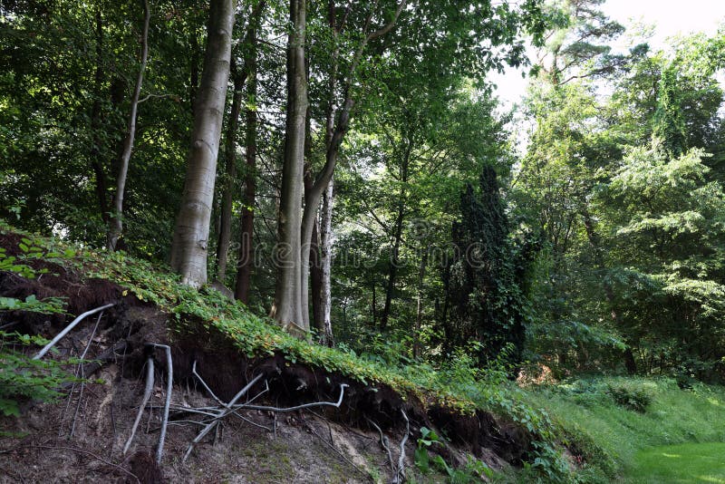 Trees and Beautiful Green Plants in Forest, Low Angle View Stock Photo ...