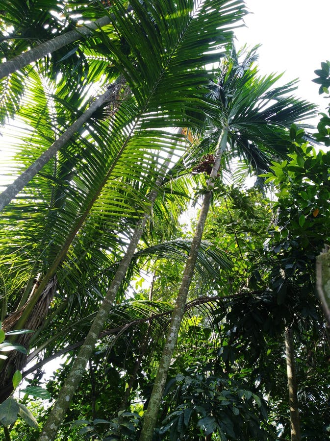 Trees, Beautiful Scenery, Nature Photography Stock Photo - Image of ...