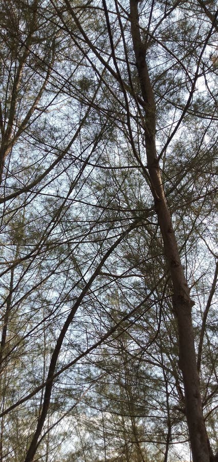 The Trees are Beautiful and Shady in Nature Stock Photo - Image of ...