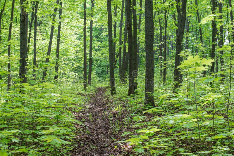Trees in a Beautiful Summer Deciduous Forest Stock Image - Image of ...