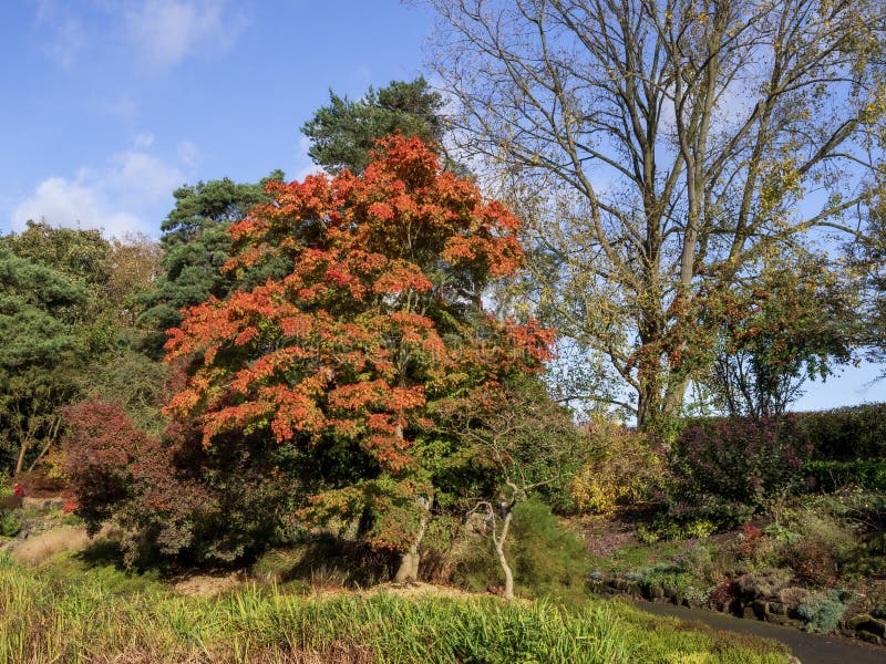 Trees with Beautiful Winter Foliage in a Garden Stock Image - Image of ...