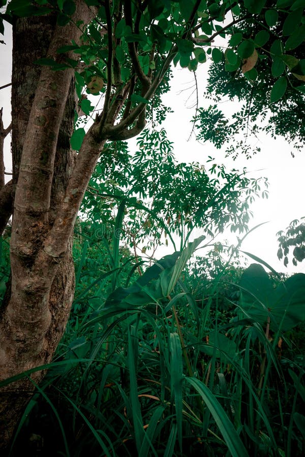 TREES that are BEAUTIFULLY BODY Stock Photo - Image of trunk, nature ...