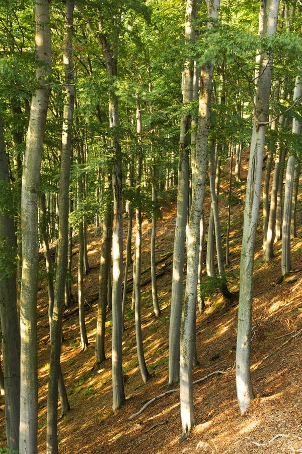 Green Treetops in Beech Forest Stock Photo - Image of woodland, beech ...