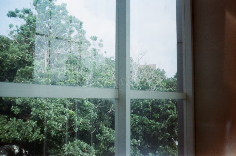 Trees behind the window stock photo. Image of window - 262567828