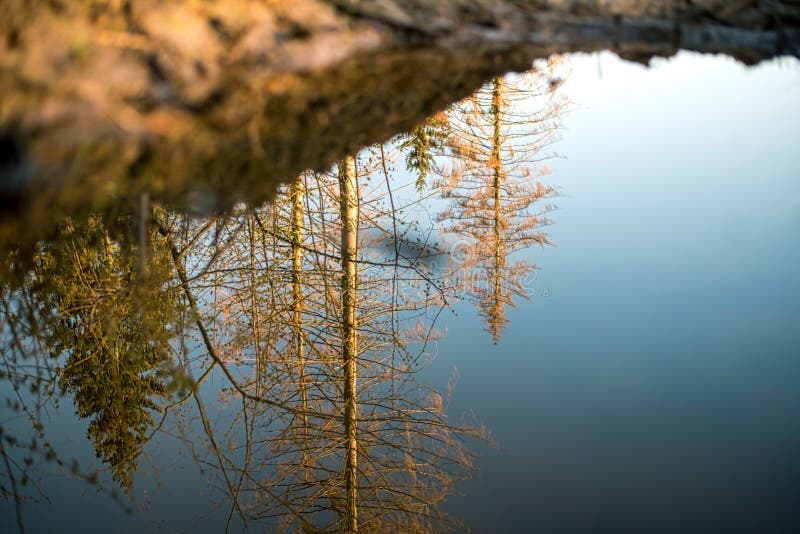 Trees Being Reflected in a Puddle of Water Stock Photo - Image of ...
