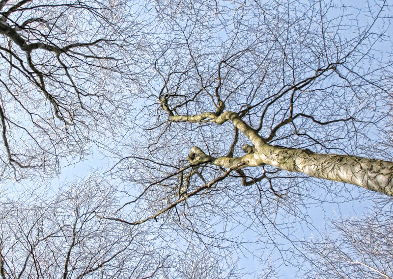 Trees from below stock photo. Image of trunk, trees, branches - 25289342