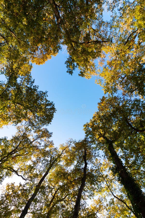 Trees from Below with Clear Blue Sky. Carbon Net Zero Concept Vertical ...