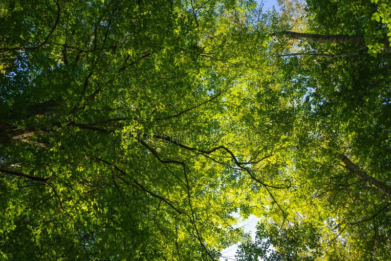 Trees from Below. High Angle View of Forest at Daytime Stock Image ...