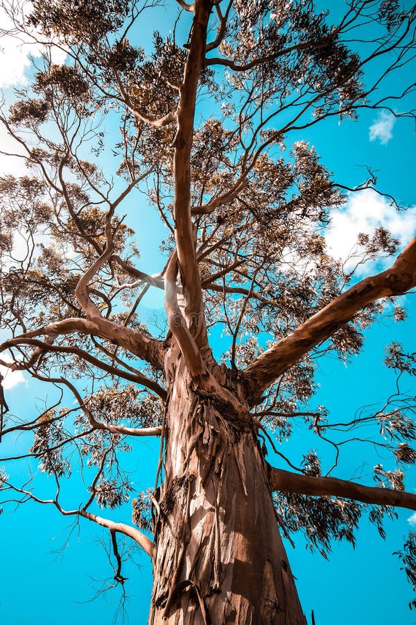 Trees from Below on a Hiking Afternoon. Stock Photo - Image of nature ...