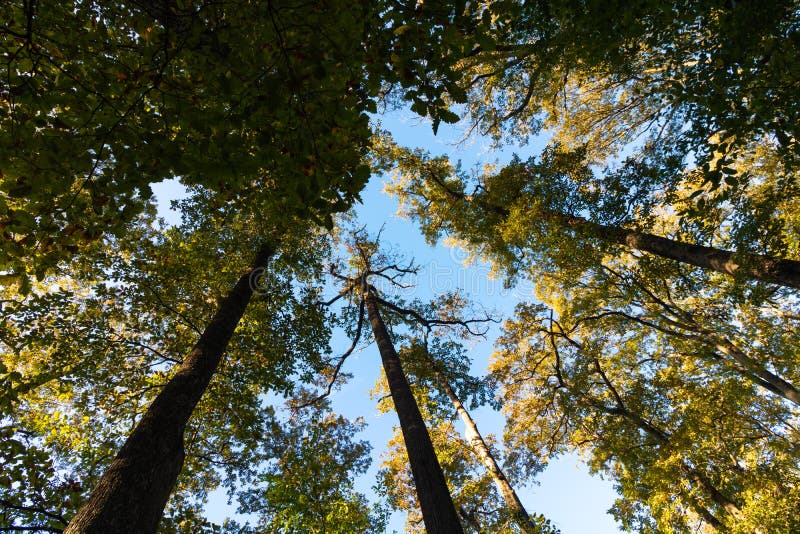 Trees from Below or Low Angle View. Carbon Net Zero Concept Background ...