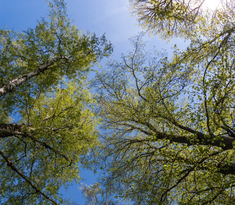Trees from Below in the Spring Against Blue Sky with Sun Rays Stock ...