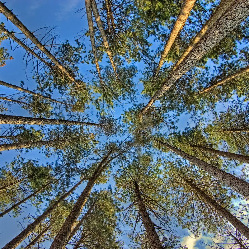 Trees from below stock image. Image of horizontal, area - 33501331
