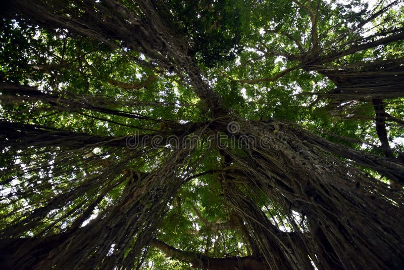 Trees from Below, View Upwards in a Tropical Forest Stock Image - Image ...
