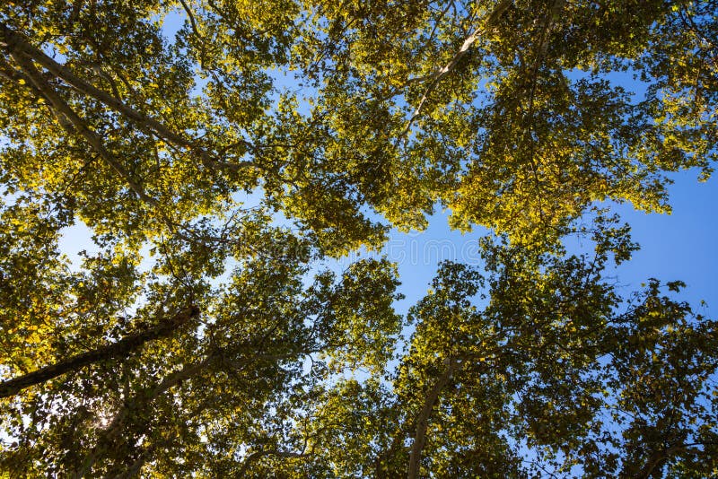 Trees from Below in Wide Angle View. Forest or Carbon Net Zero ...