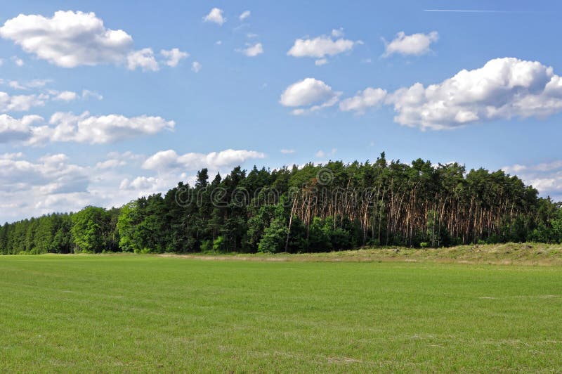 Trees bend in blowing wind stock photo. Image of mountain - 91986312