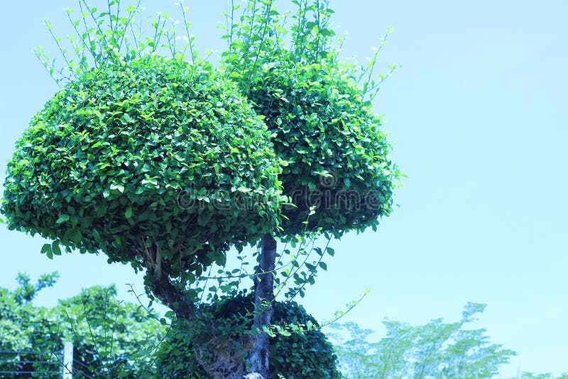 Trees bending stock image. Image of east, design, modern - 35263109