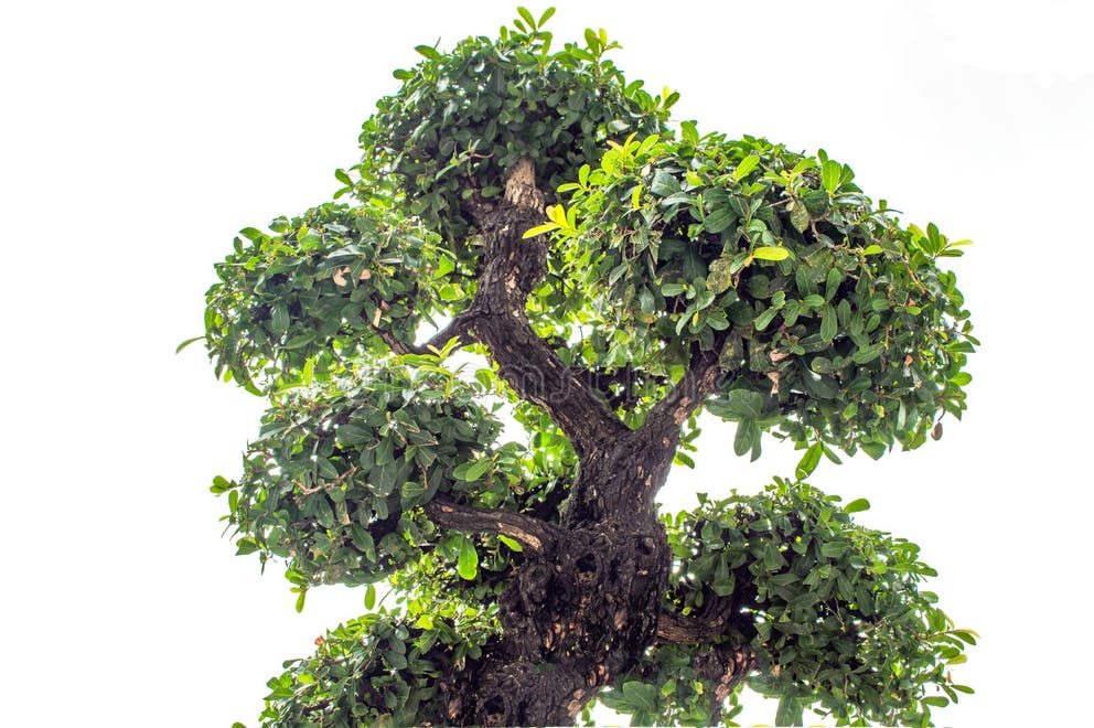 Trees bending stock image. Image of east, design, modern - 35263109