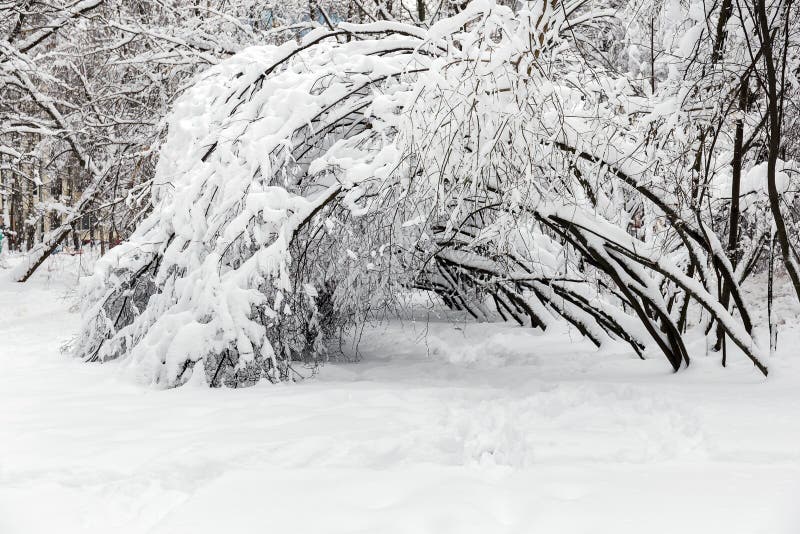 Winter Snowy Forest. the Branches of the Trees Covered with Snow Stock ...