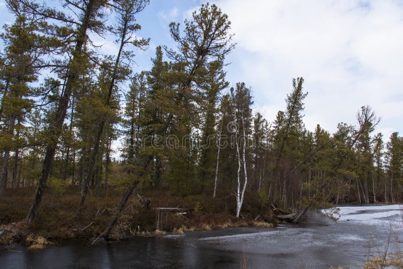 Trees are Ready To Fall in Spring Water Stock Image - Image of siberia ...