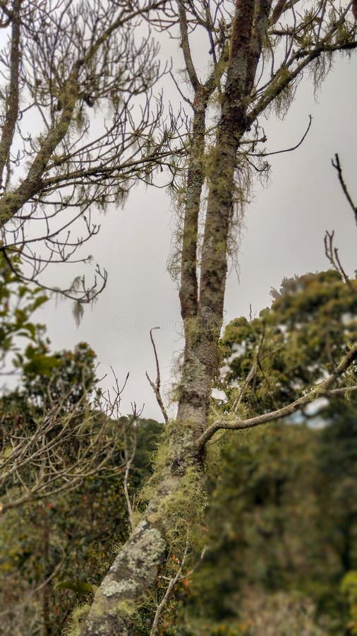 Beranting Forest Stock Photos - Free & Royalty-Free Stock Photos from ...