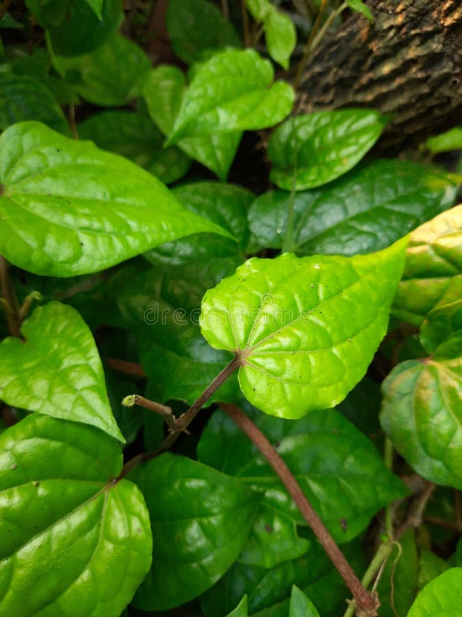 Betel leaves or Paan stock image. Image of habit, india - 37425029