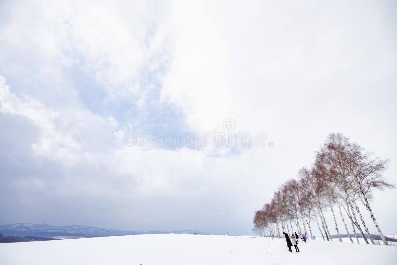 Trees in Biei Hokkaido, Japan Stock Photo - Image of white, forest ...