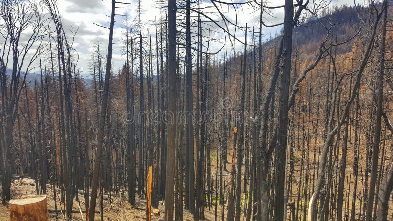 Trees after Big Forest Fire Stock Photo - Image of plants, wild: 121065568
