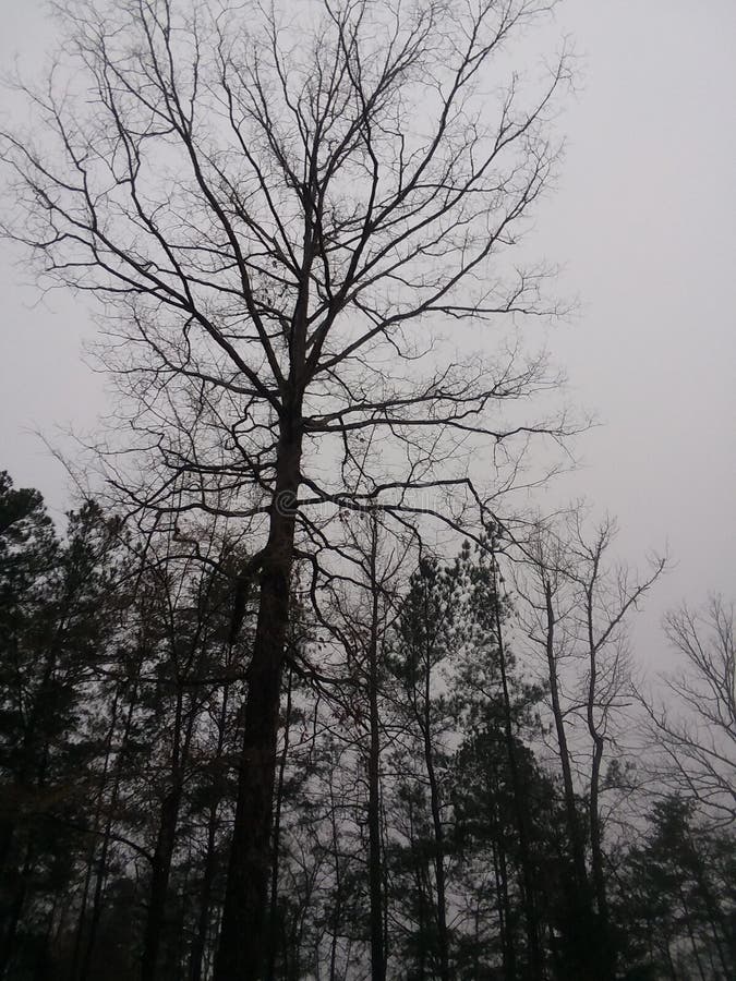 Trees stock photo. Image of tree, pine, trees, dreary - 140041792