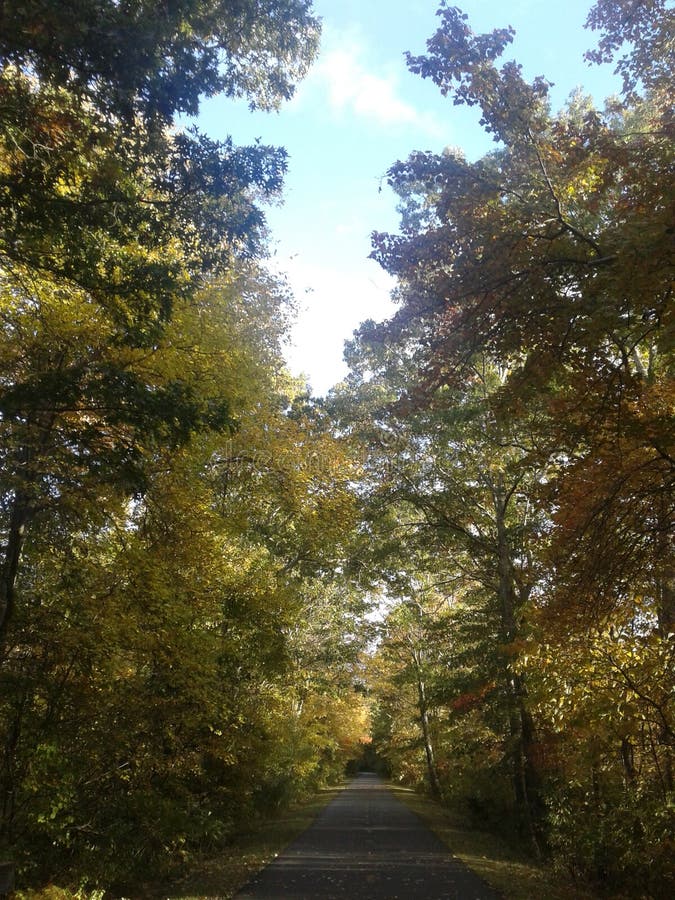 Trees on bike path stock image. Image of trees, path - 159950053