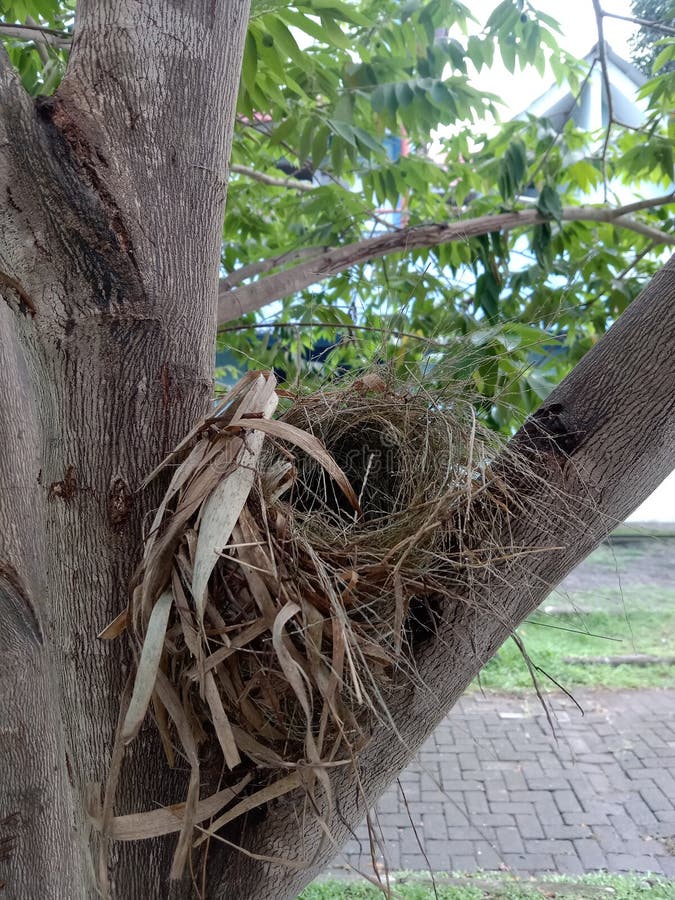 Trees and bird stock photo. Image of sticks, garden - 261850282