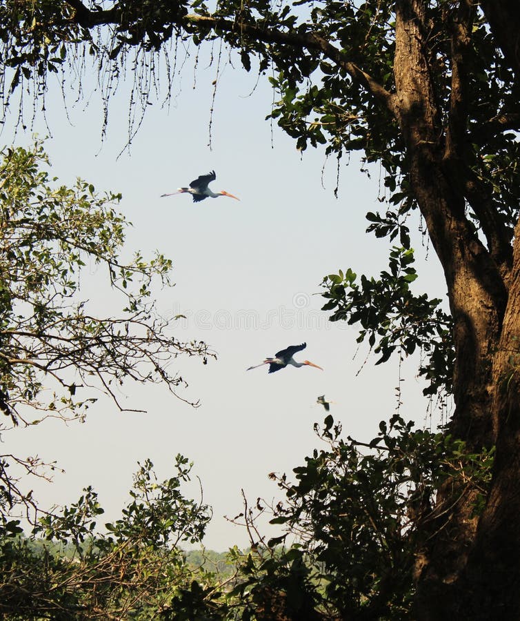 Trees with birds stock photo. Image of alone, lonely - 70303020