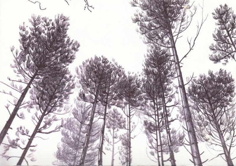 Tall Pine Trees Pencil Drawings Stock Photos - Free & Royalty-Free ...