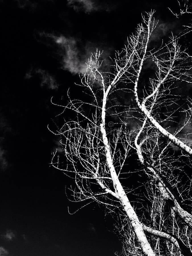 Trees in a Black Background Editorial Photography - Image of flowers ...