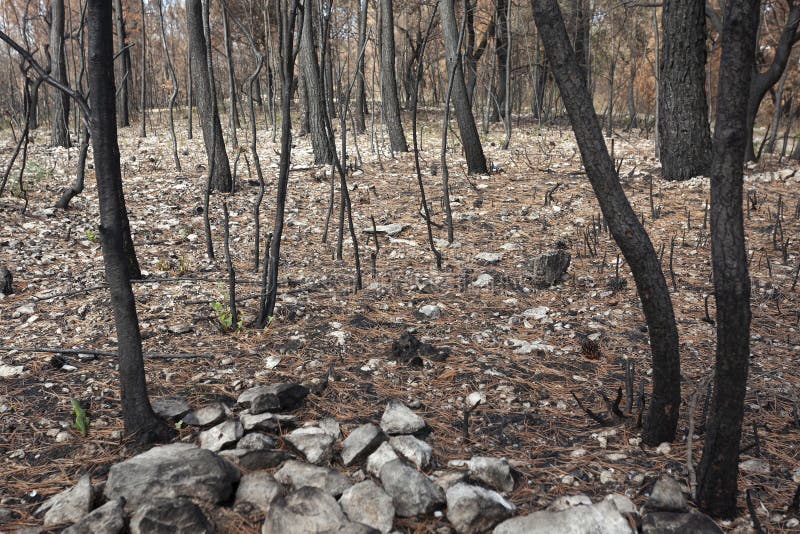 Landscape after a Fire in South of France Stock Photo - Image of trees ...