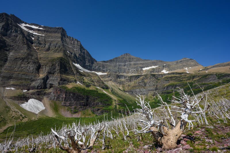 Trees Bleach in the Sun stock photo. Image of national - 199190746