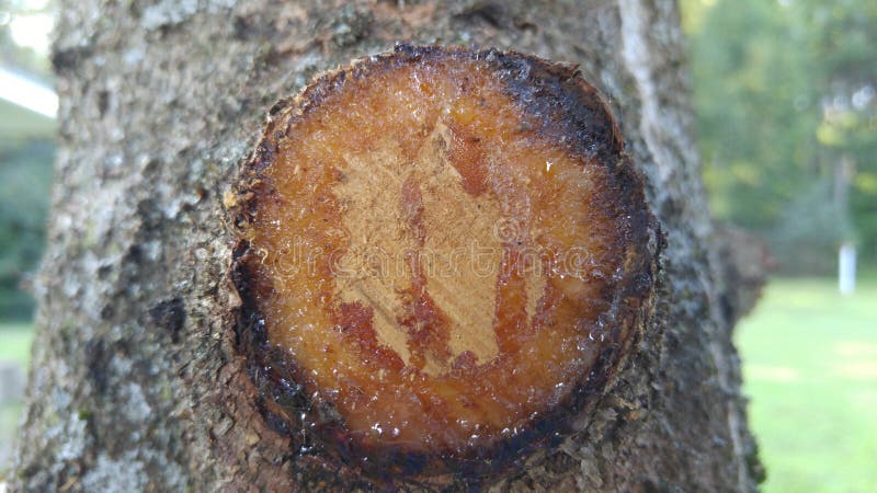 Bleeding tree stock image. Image of detail, trunk, secretion - 29270545