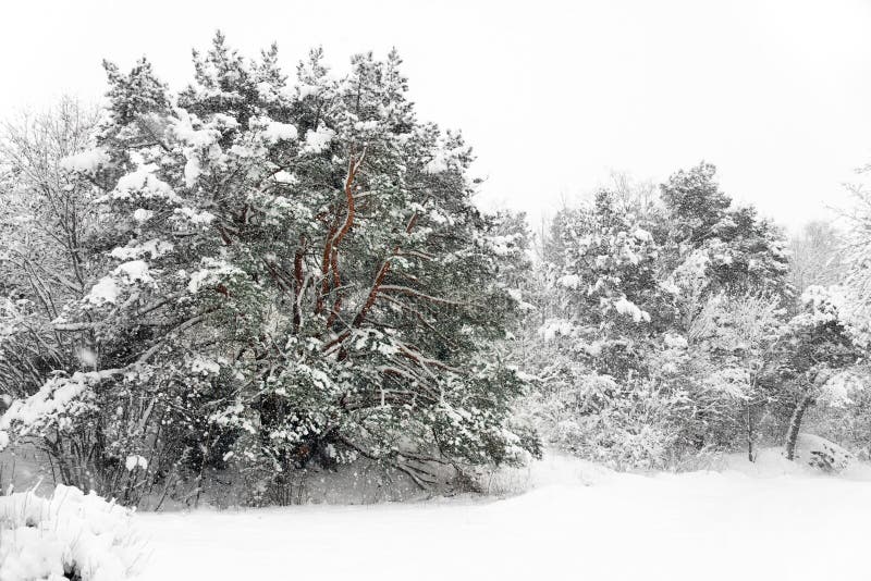 Trees in blizzard stock image. Image of storm, pine, snowstorm - 12421927